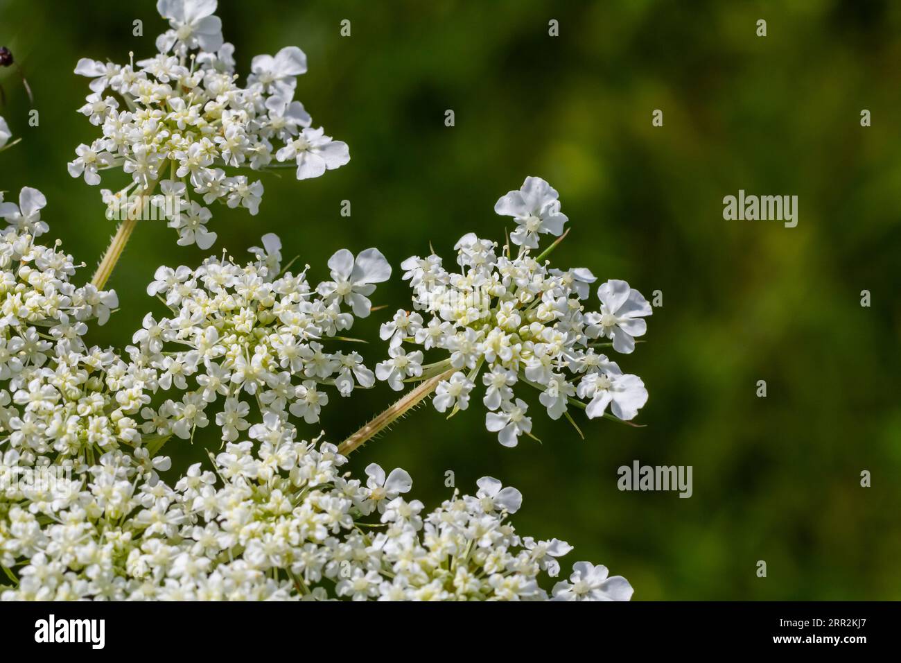 Daucus carota known as wild carrot blooming plant Stock Photo - Alamy