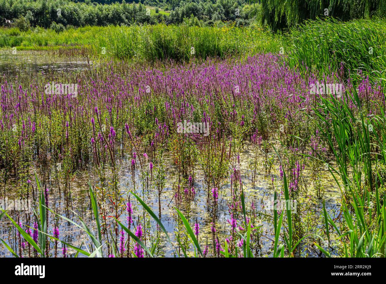 Purple loosestrife Lythrum salicaria inflorescence. Flower spike of ...