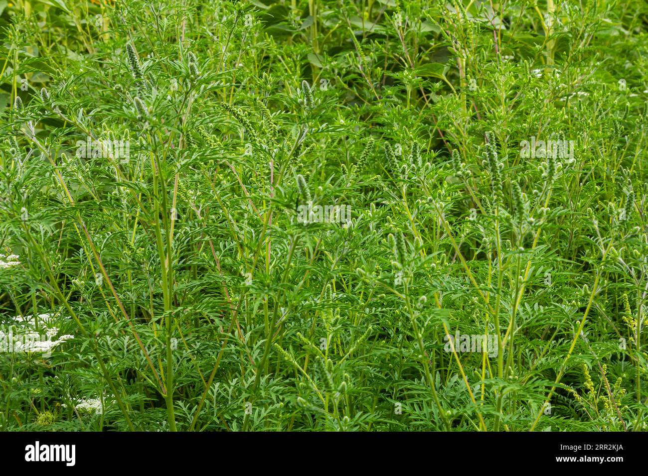 Flower of a common ragweed, Ambrosia artemisiifolia Stock Photo - Alamy
