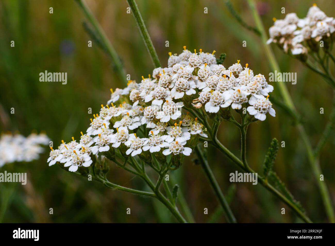 Common yarrow Achillea millefolium white flowers close up, floral ...