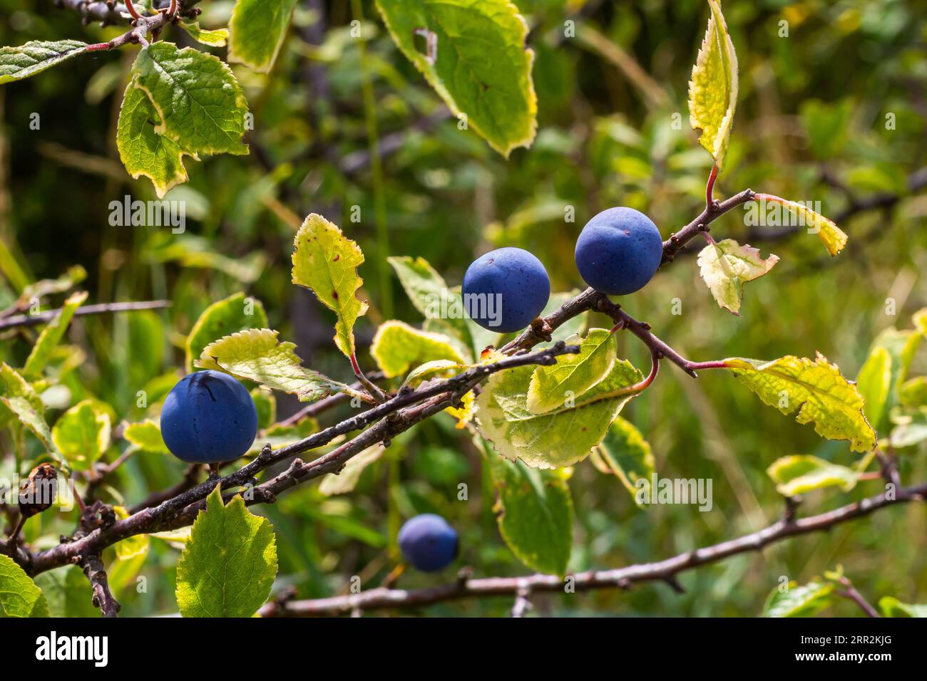 Blackthorn Prunus spinosa, also known as blackthorn Stock Photo - Alamy