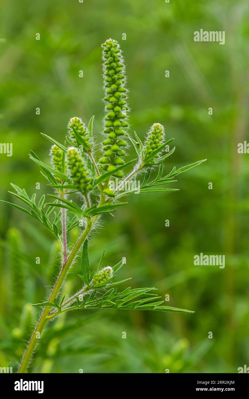 Flower of a common ragweed, Ambrosia artemisiifolia Stock Photo - Alamy