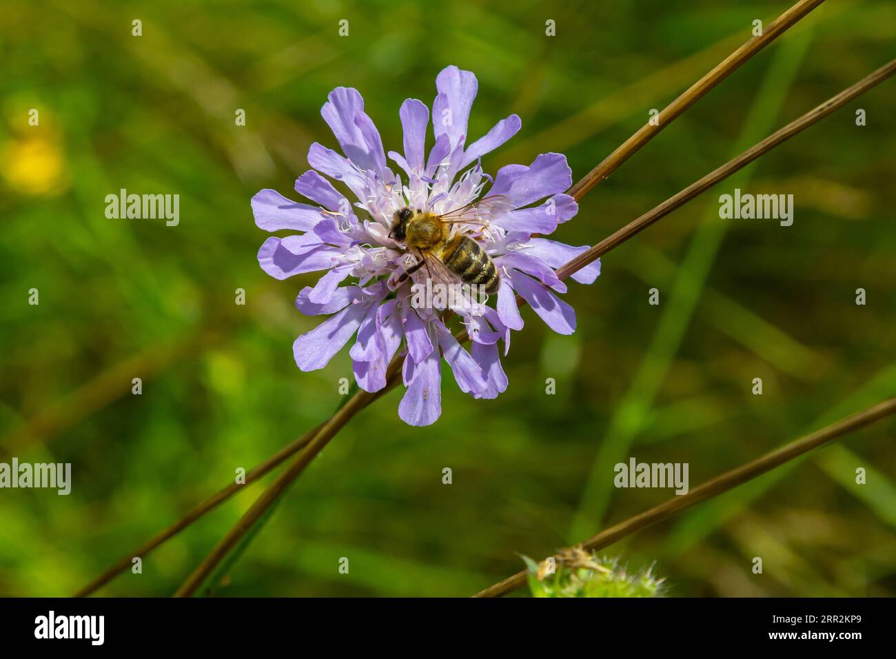 Close-up of a pink colored field scabious Knautia arvensis blooming on ...