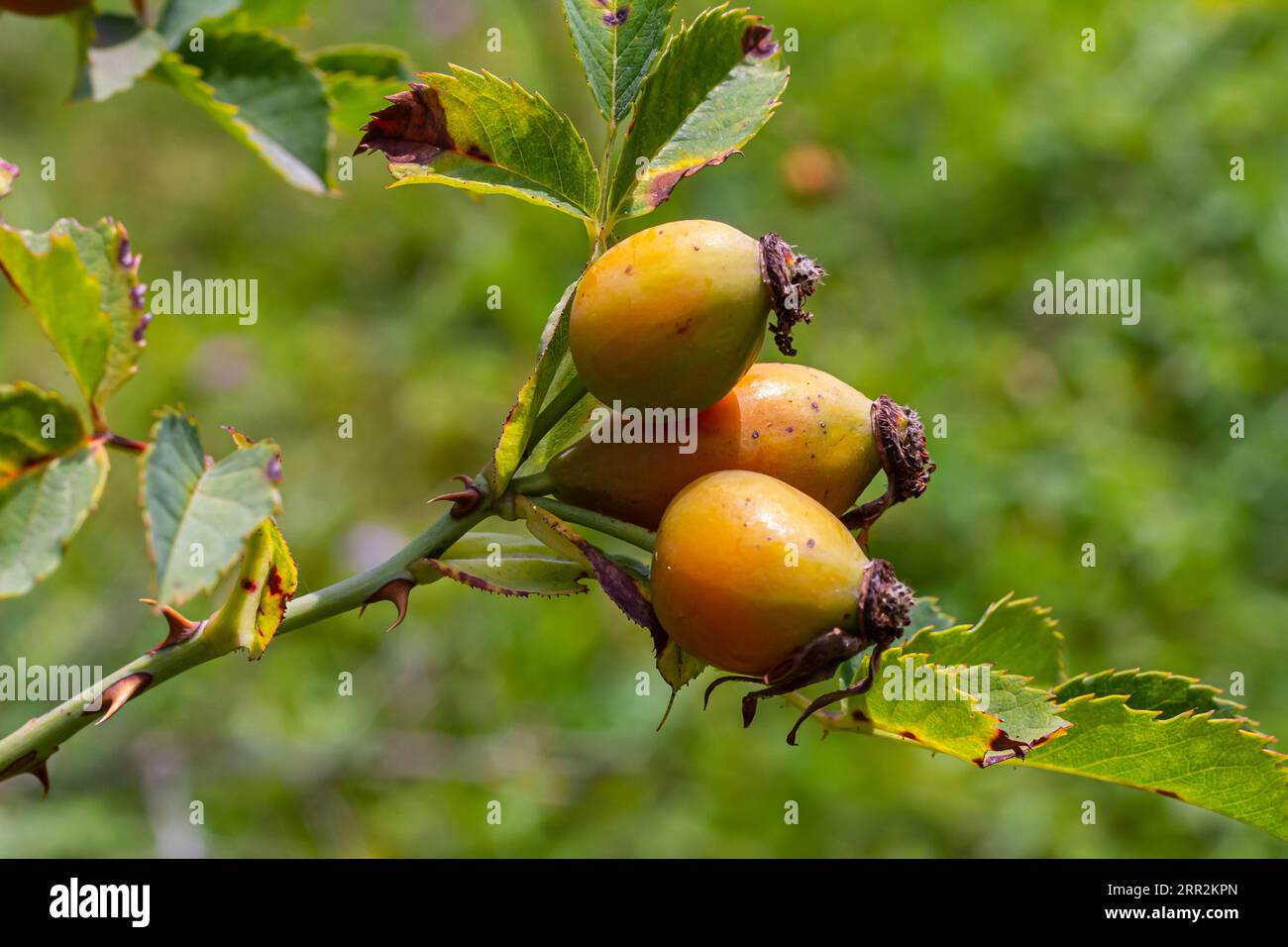 Red rose hips of dog rose. Rosa canina, commonly known as the dog rose ...