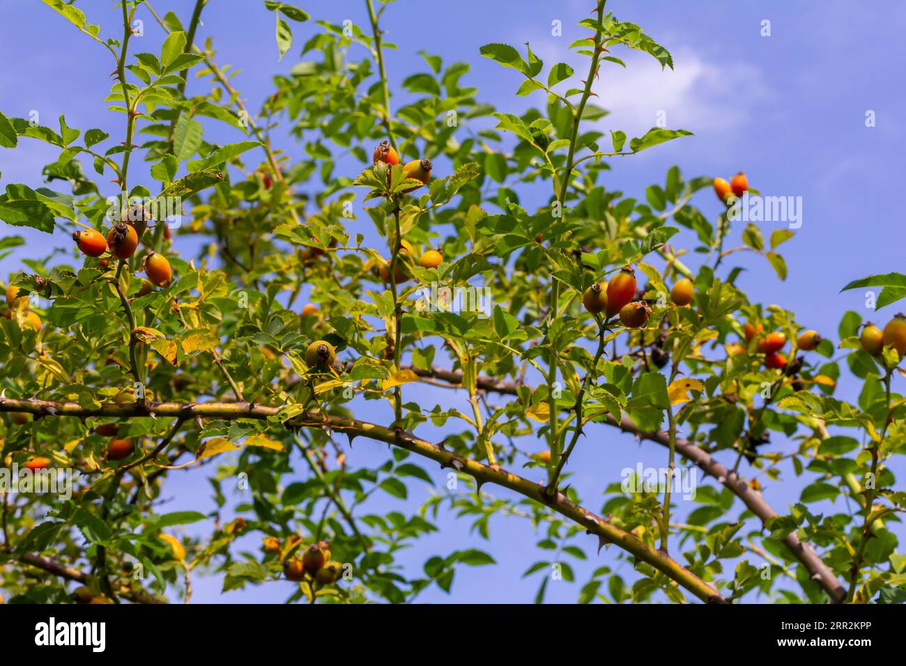 Red rose hips of dog rose. Rosa canina, commonly known as the dog rose ...