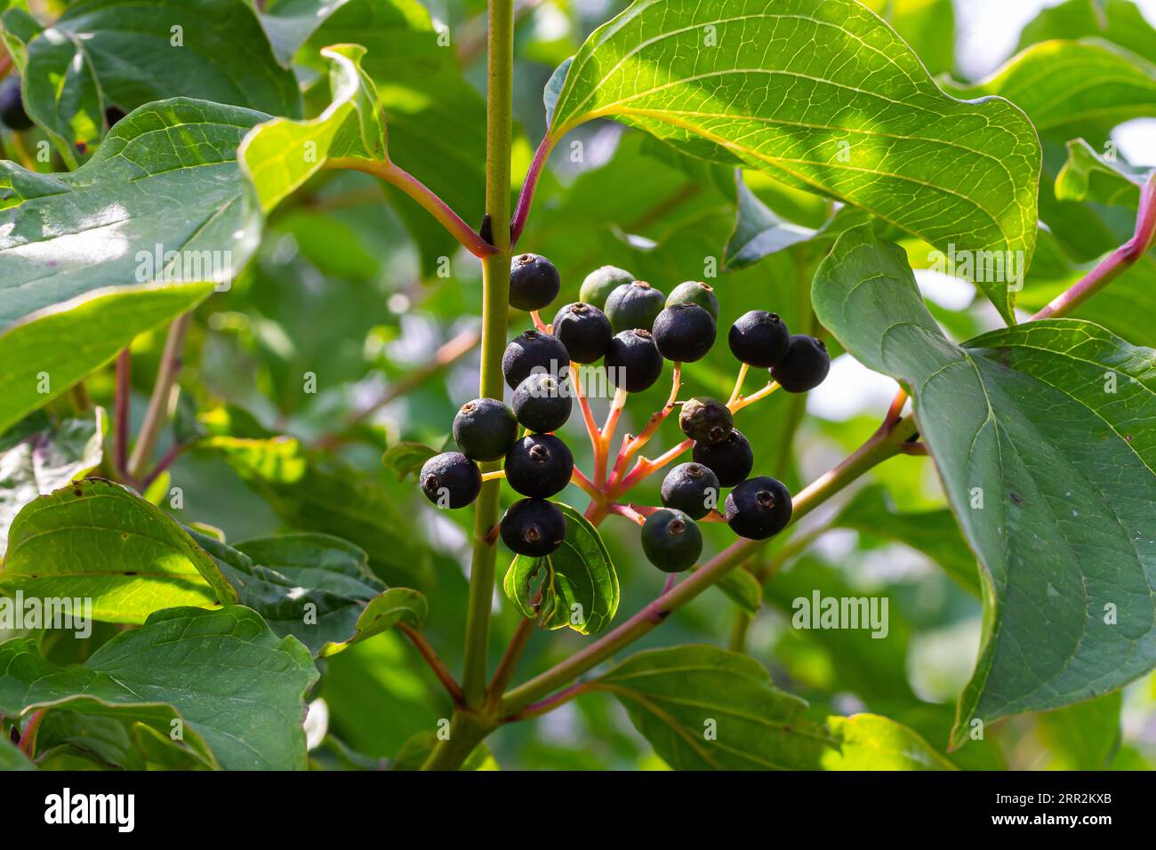 Dogwood berries - Cornus sanguinea Calcareous scrub bush Stock Photo ...