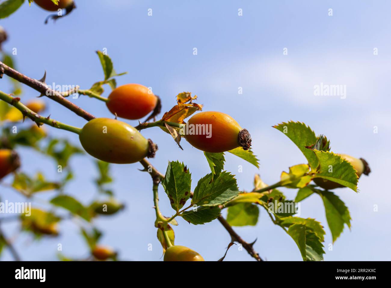 Red rose hips of dog rose. Rosa canina, commonly known as the dog rose ...
