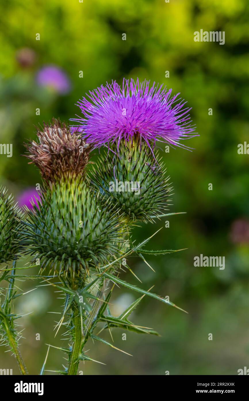 Vertical closeup on a colorful purple spear-thistle flower, Cirsium ...