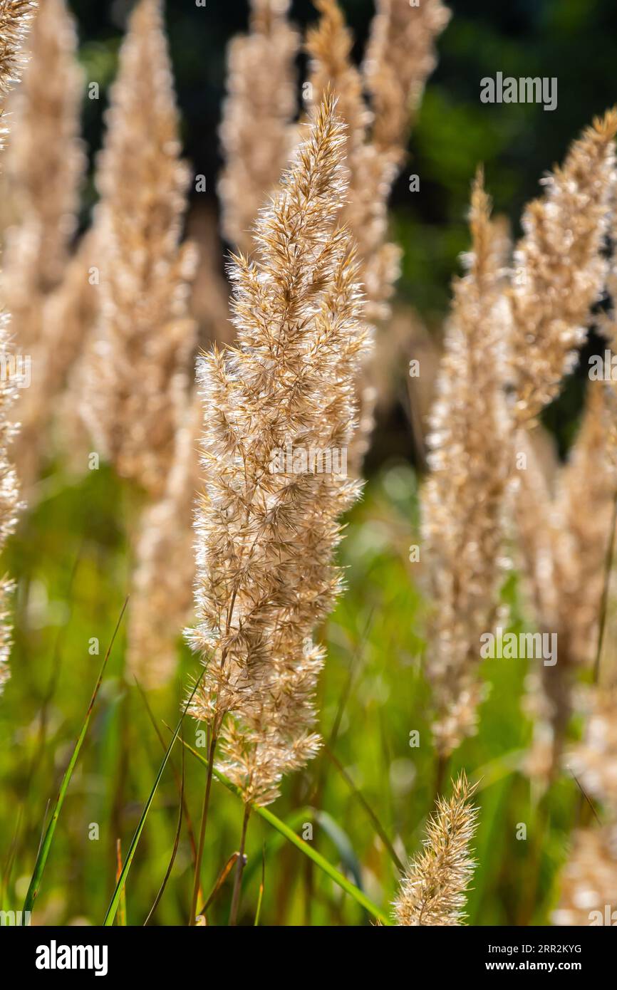 Inflorescence of wood small-reed Calamagrostis epigejos on a meadow ...