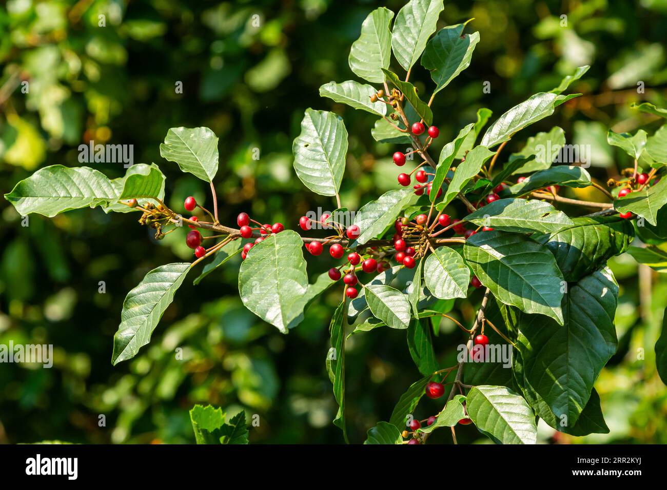 Branches of Frangula alnus with black and red berries. Fruits of ...