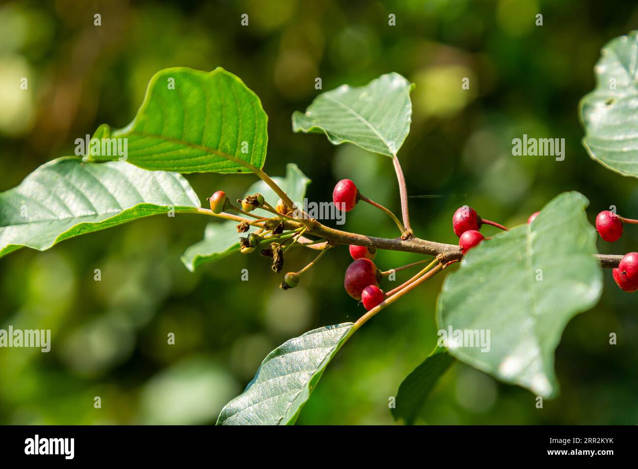 Branches of Frangula alnus with black and red berries. Fruits of ...