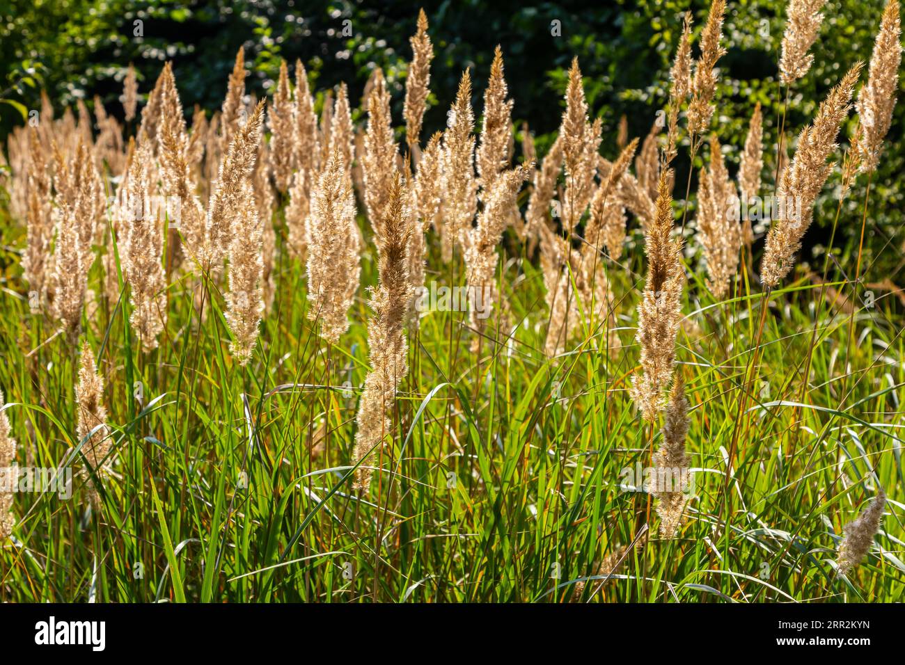 Inflorescence of wood small-reed Calamagrostis epigejos on a meadow ...