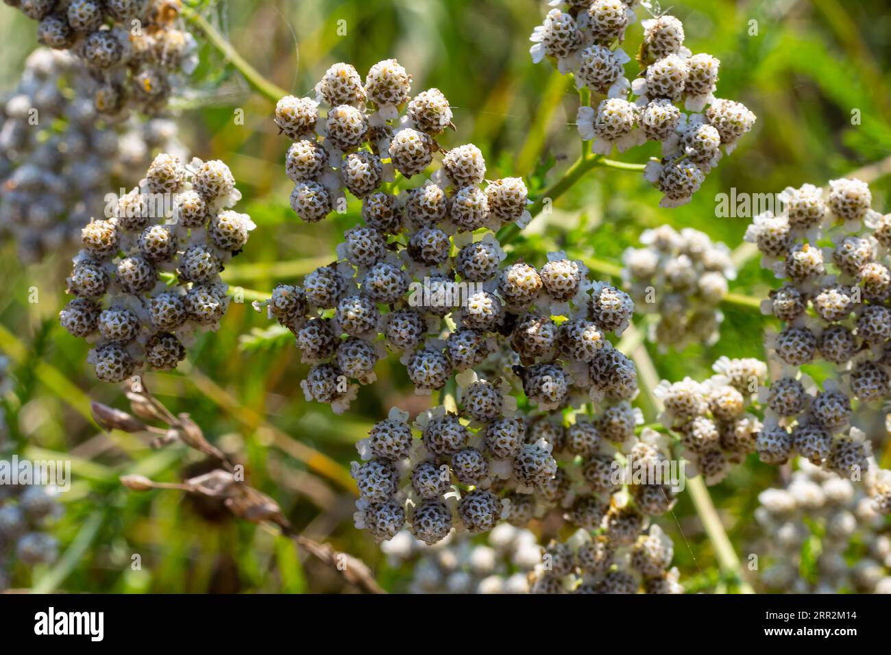 Common yarrow Achillea millefolium white flowers close up, floral ...