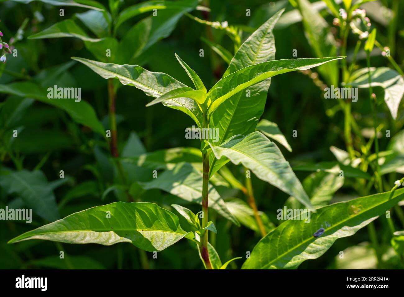 Weed Persicaria lapathifolia grows in a field among agricultural crops ...