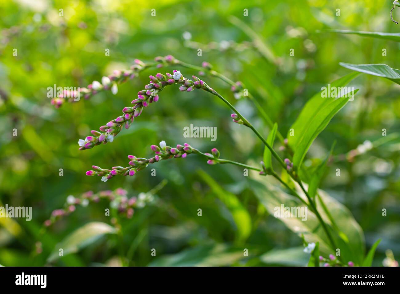 Weed Persicaria lapathifolia grows in a field among agricultural crops ...