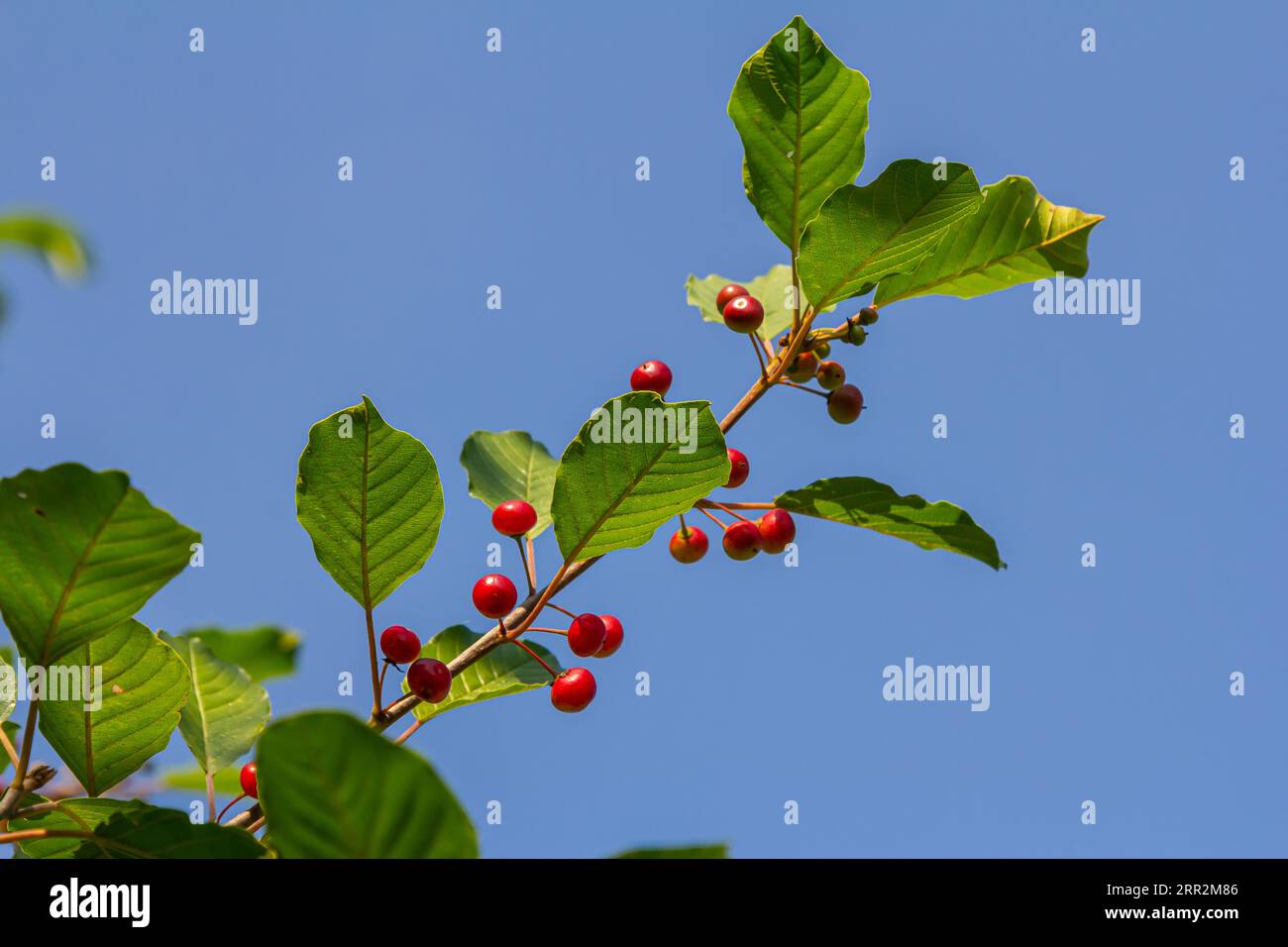 Branches of Frangula alnus with black and red berries. Fruits of ...