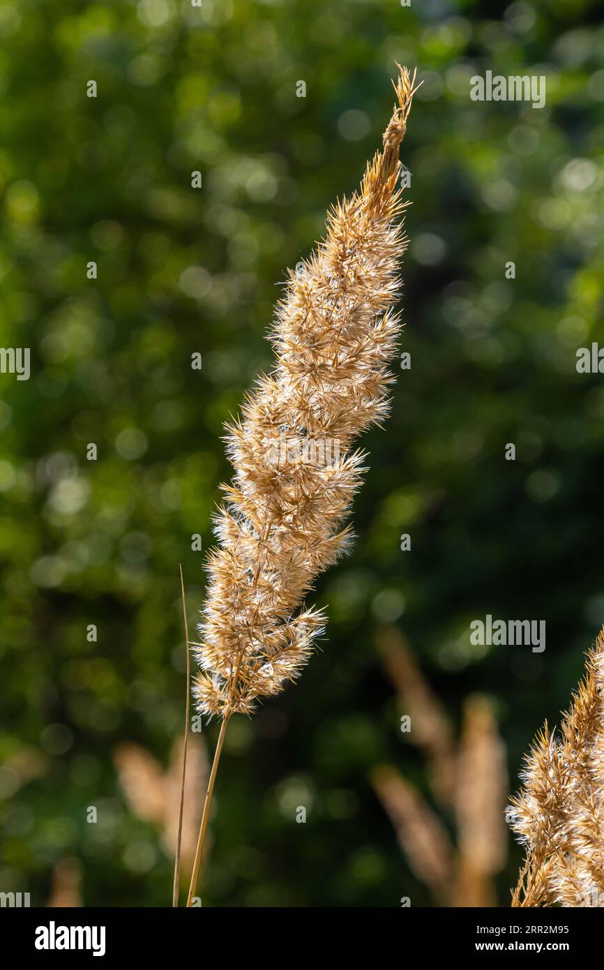 Inflorescence of wood small-reed Calamagrostis epigejos on a meadow ...