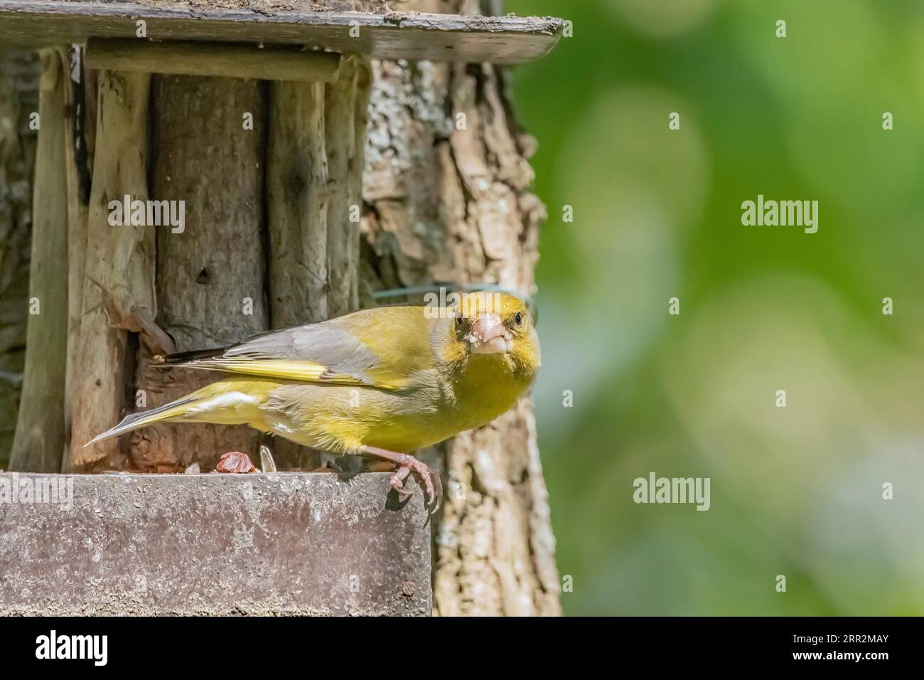 Greenfinch at the feeding place hi-res stock photography and images - Alamy