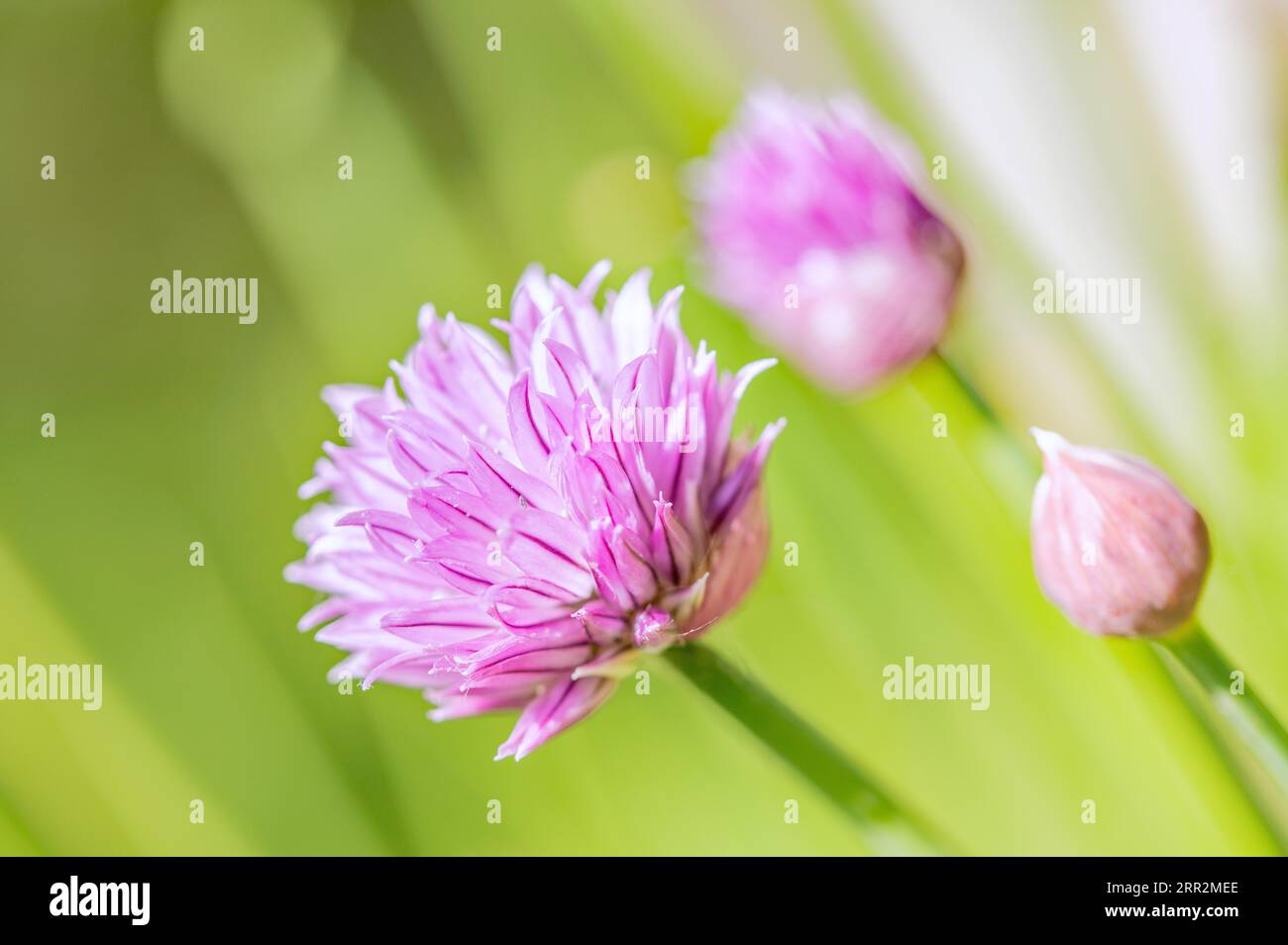 Herbaceous edible plant hi-res stock photography and images - Alamy