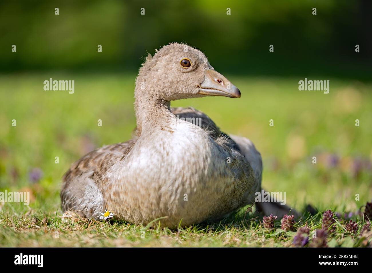 Juvenile goose hi-res stock photography and images - Alamy