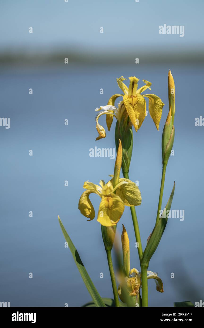 Marsh iris on the lakeshore Stock Photo - Alamy