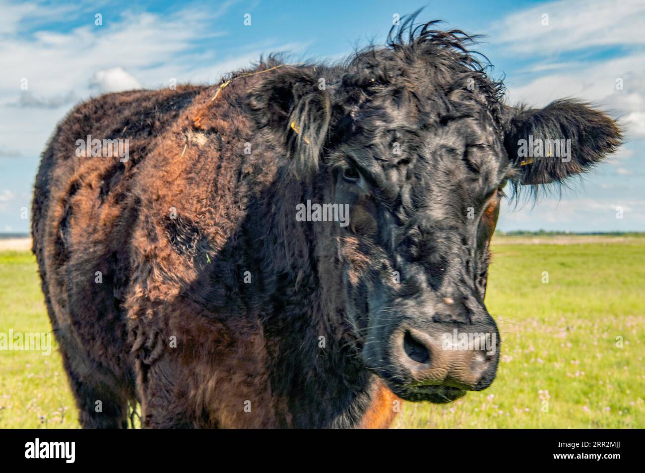 Galloway cattle on the east coast Stock Photo - Alamy
