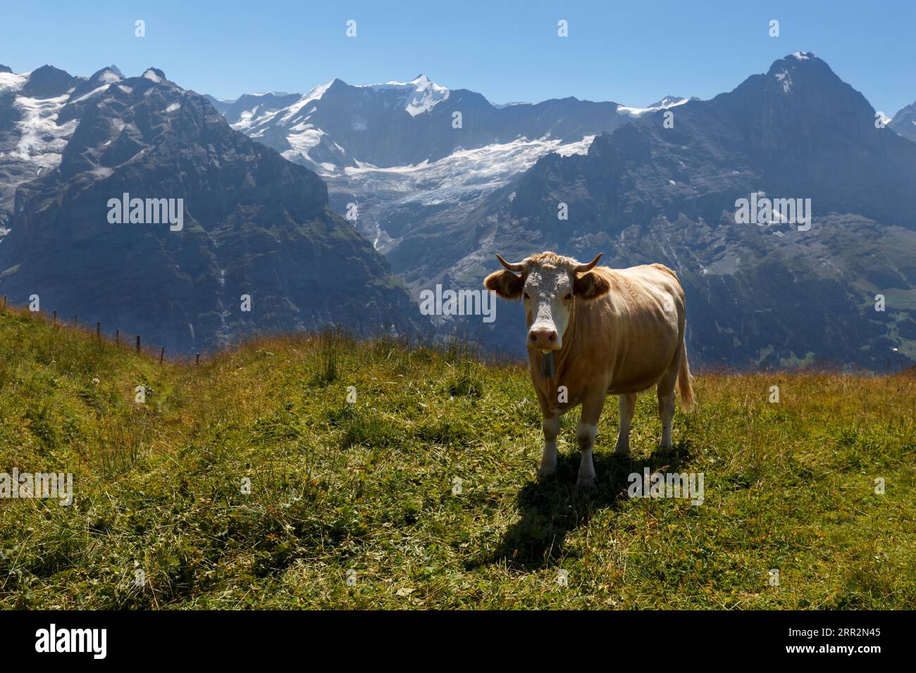 Cow in Grindelwald of Swiss Alps, beautiful view in Switzerland Stock ...