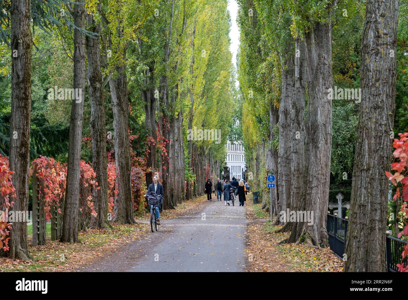 Copenhagen, Denmark, October 18, 2022: A tree alley and people on ...