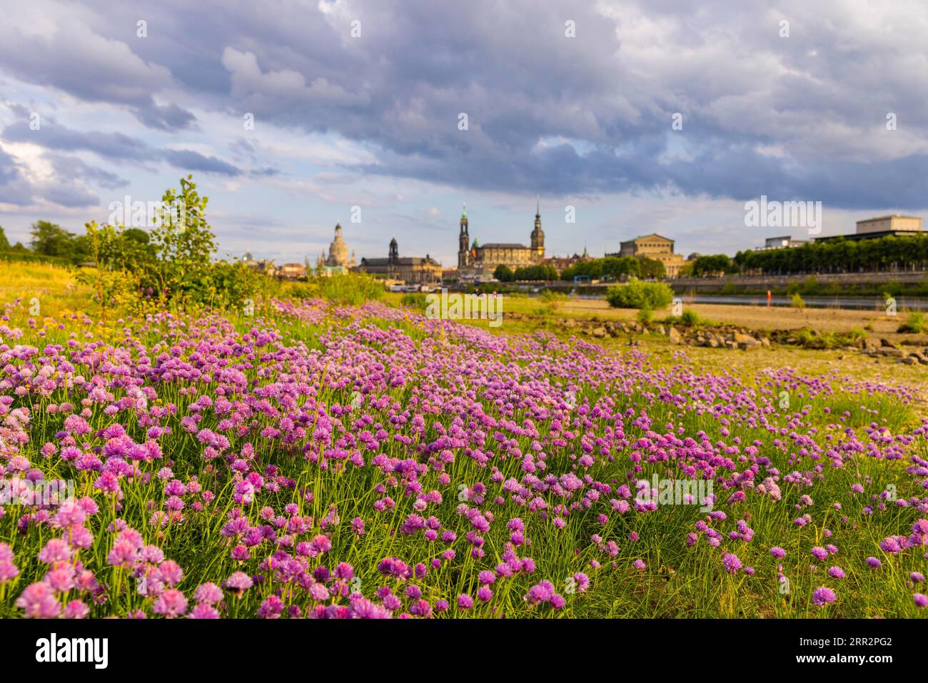 Flowering chives on the Elbe meadows in Dresden's Old Town with ...