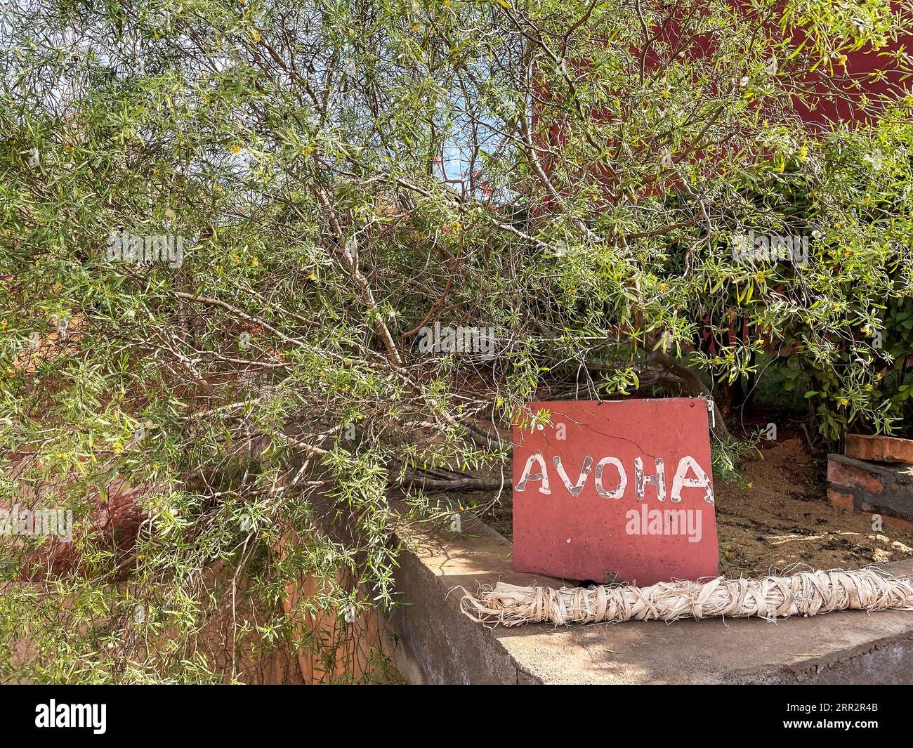 Madagascar, Ambalavao, Antemoro Paper factory, Avoha tree Stock Photo ...