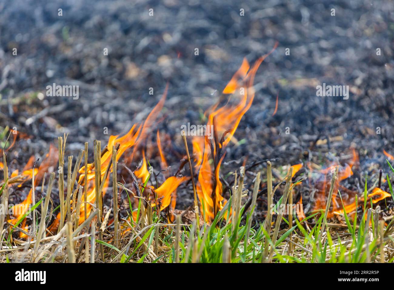 During controlled field fires, the firefighters were able to test ...