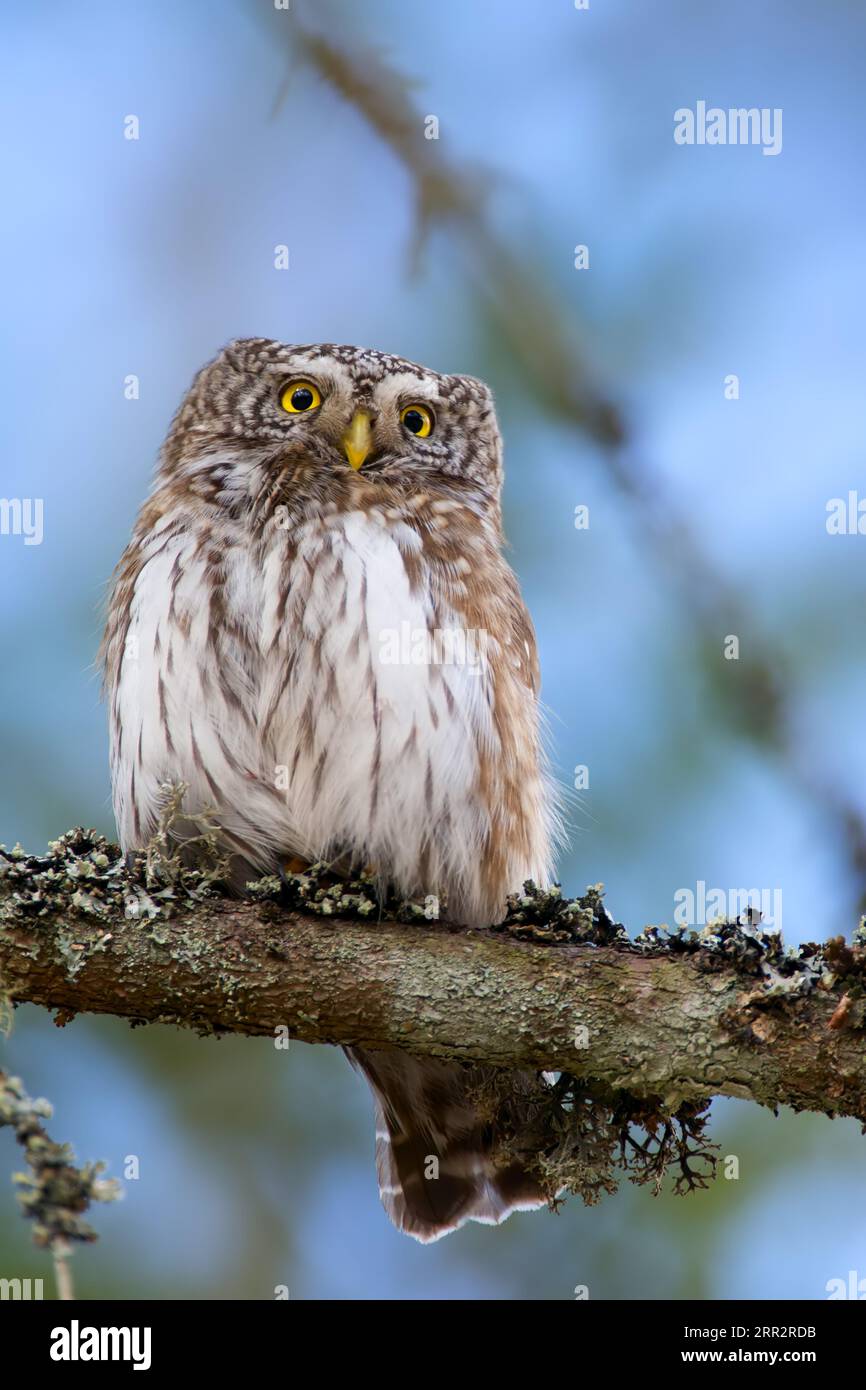Eurasian Pygmy Owl, Glaucidium passerinum, Bavarian Forest, Bavaria ...