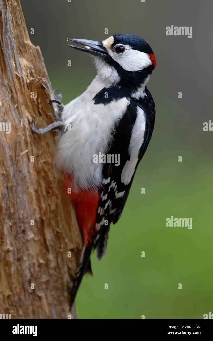Great-spotted woodpecker, Dendrocopos major, single male on branch ...