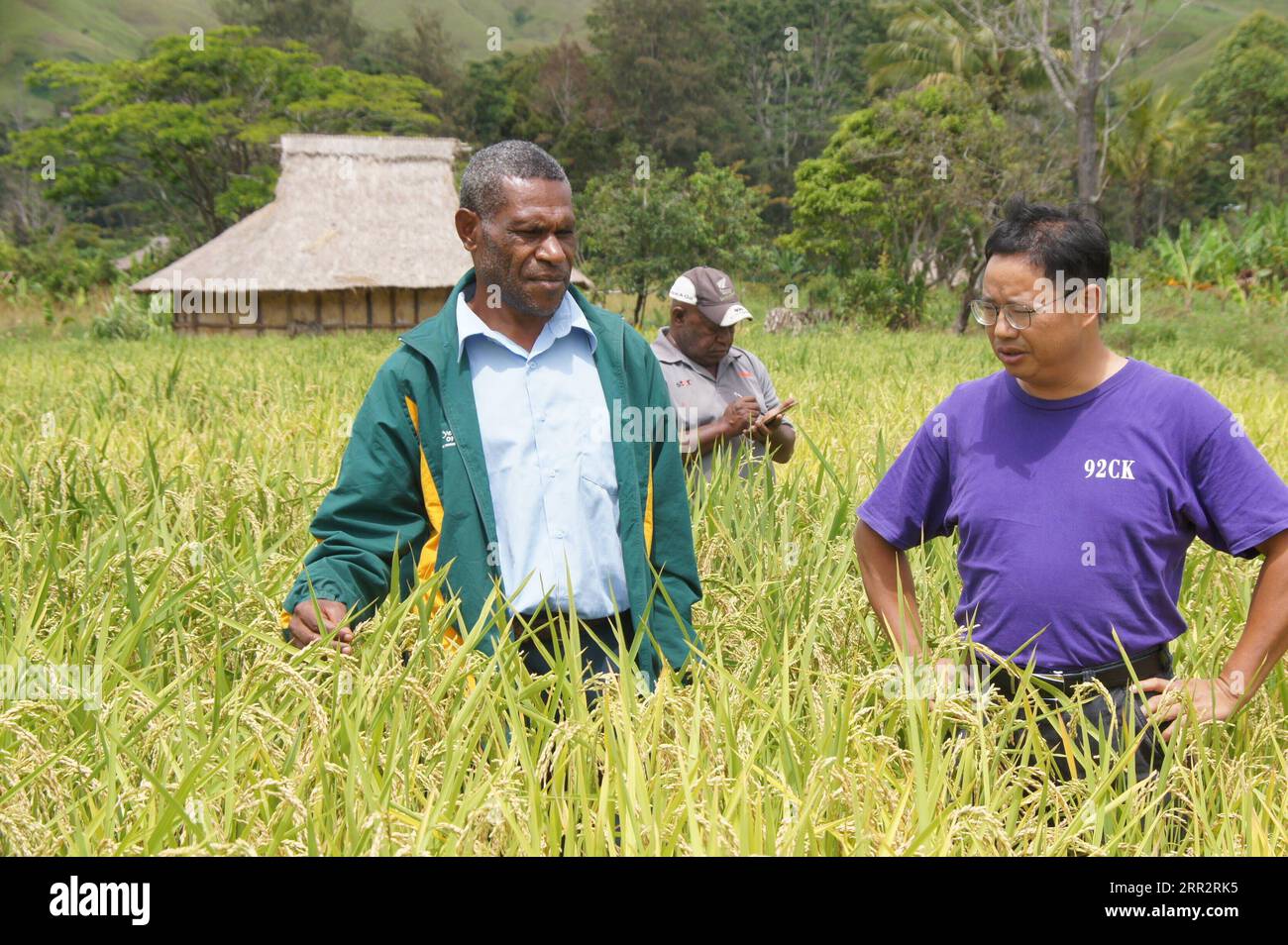 Highlands papua new guinea agriculture hi-res stock photography and ...
