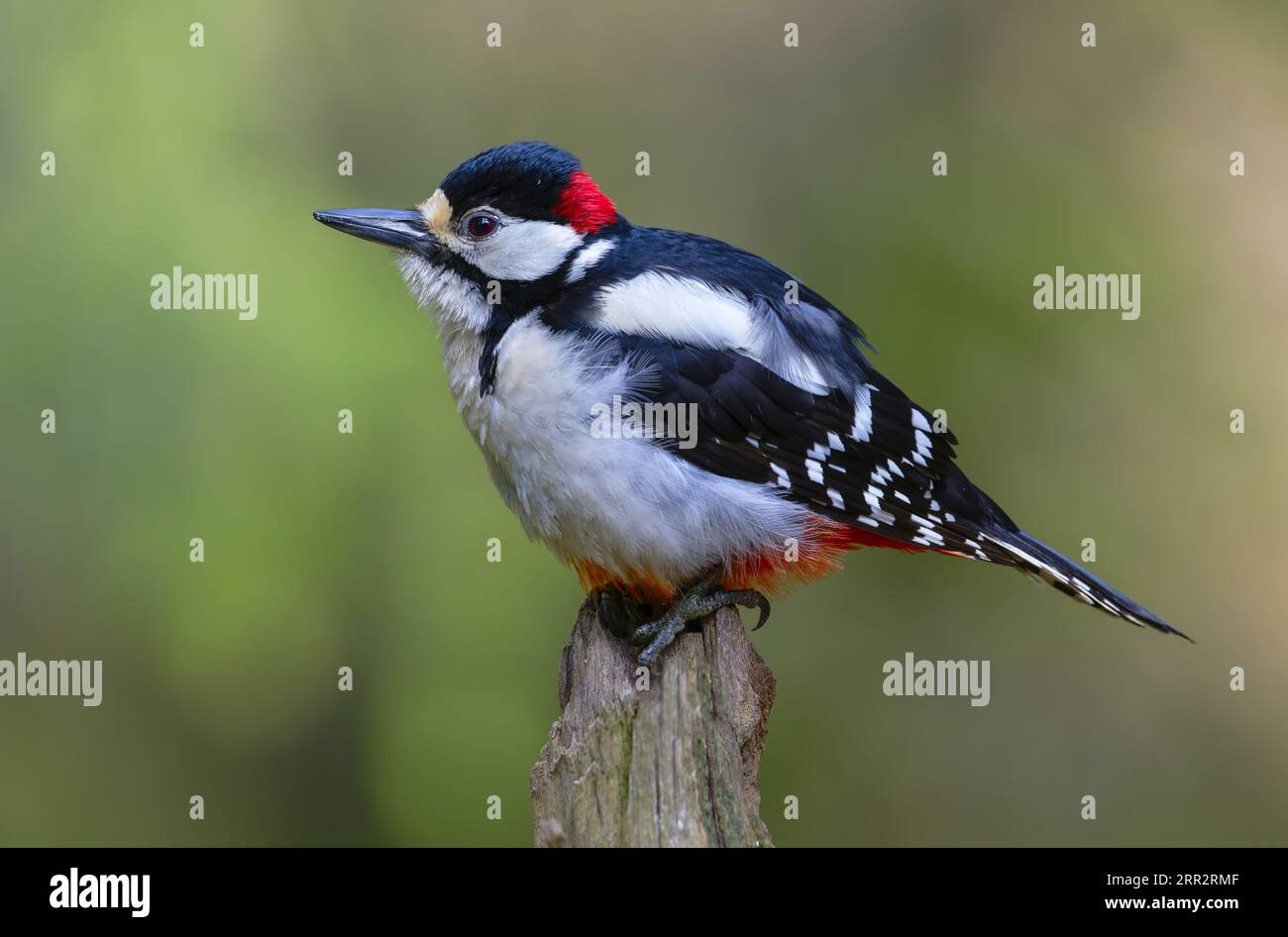 Great-spotted woodpecker, Dendrocopos major, single male on branch ...