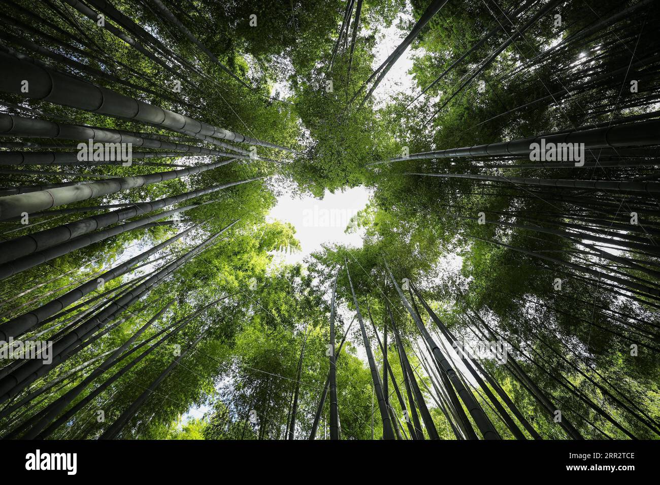 Number three in bamboo hi-res stock photography and images - Alamy