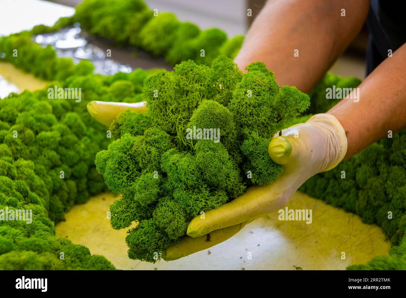 Moss development hi-res stock photography and images - Alamy