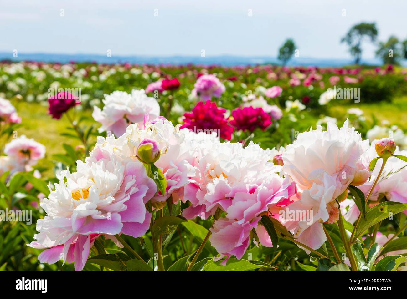 Peony fields near Pirna Stock Photo - Alamy