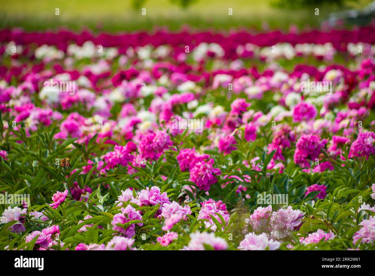Peony fields near Pirna Stock Photo - Alamy