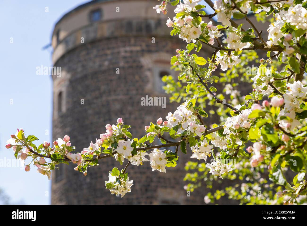 Stolpen Castle, which in its history was converted from a hilltop ...