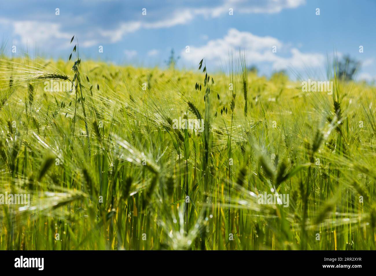 Grain field in Wolkenstein in the Ore Mountains Stock Photo - Alamy