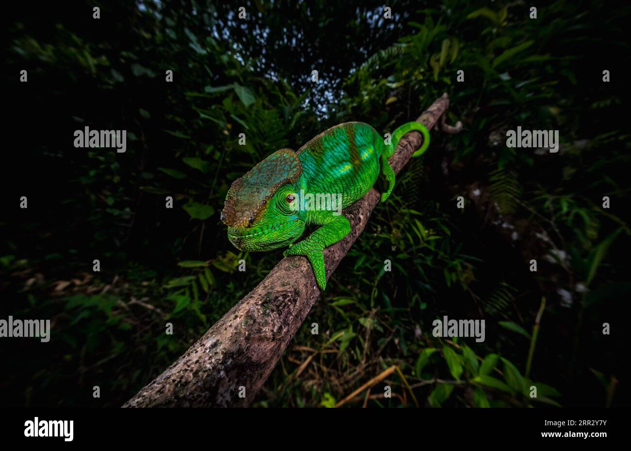 Parson's chameleon male (Calumma p. parsonii) of the Green Giant colour ...