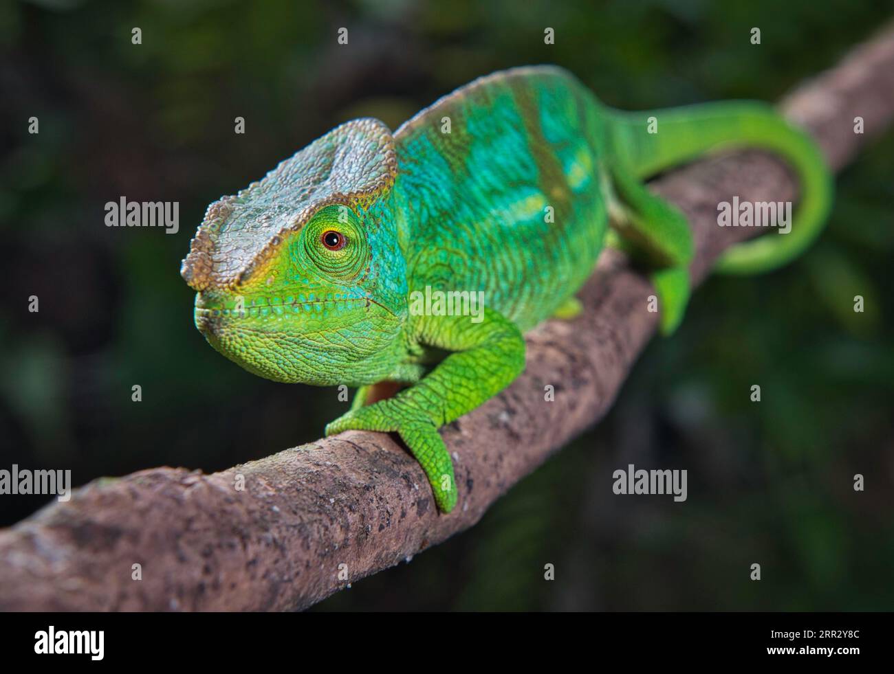 Parson's chameleon male (Calumma p. parsonii) of the Green Giant colour ...