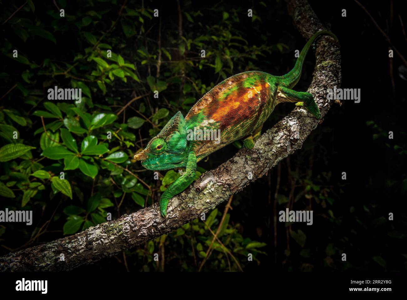 Parson's chameleon subspecies (Calumma parsonii cristifer) in the ...