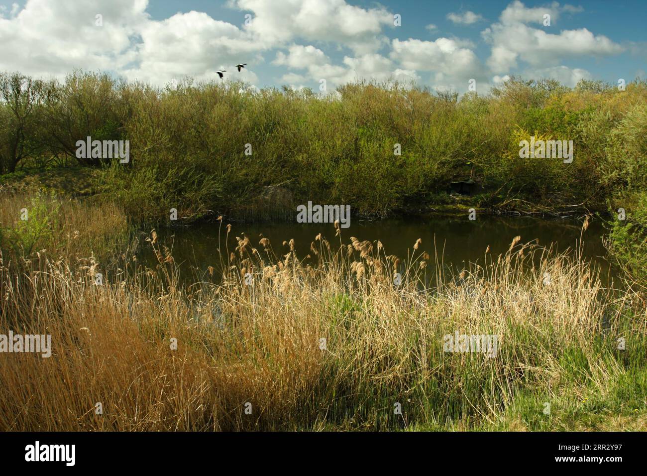 Freshwater pond with willow scrub on the island of Minsener Oog, Lower ...