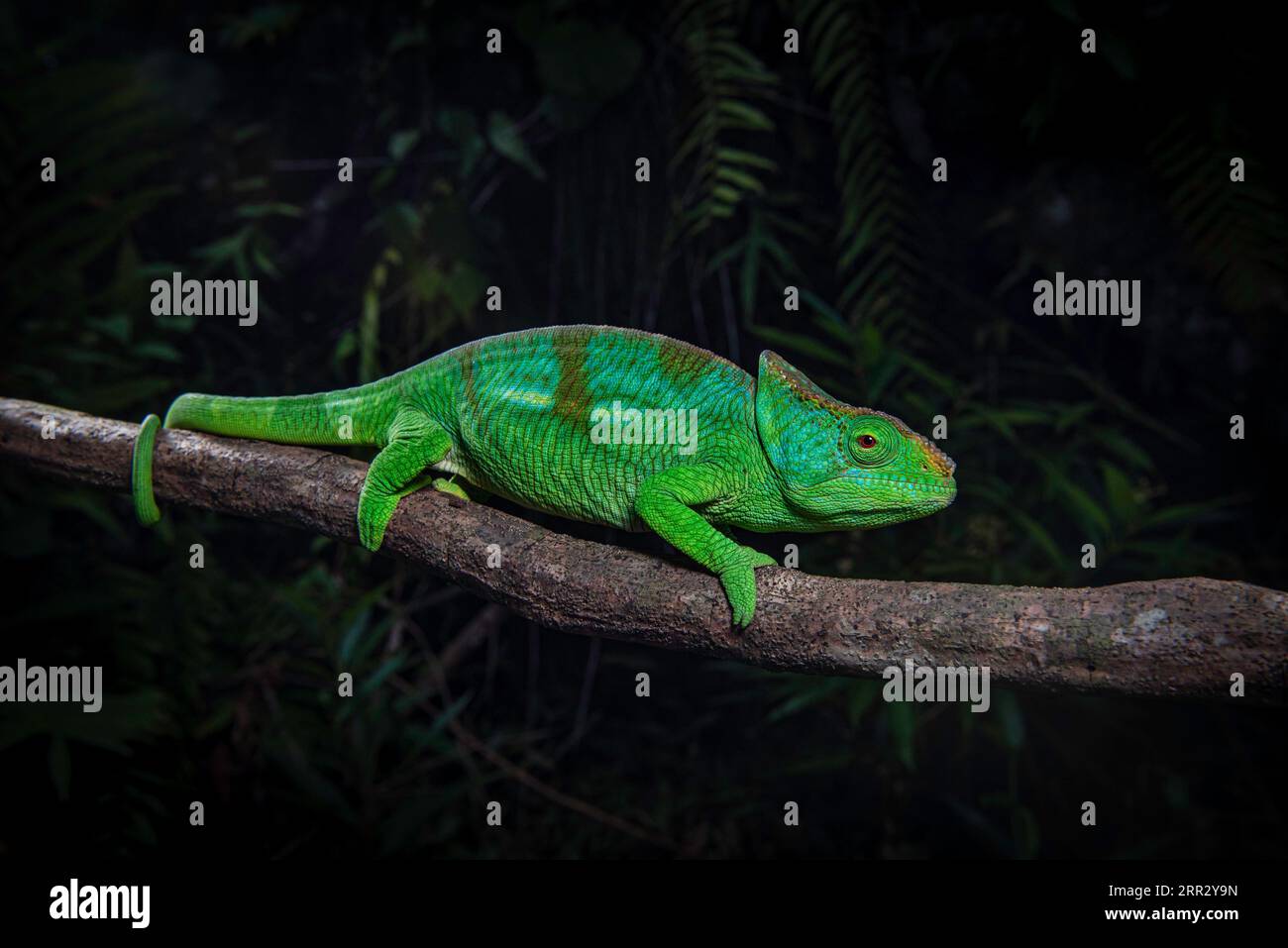 Parson's chameleon male (Calumma p. parsonii) of the Green Giant colour ...