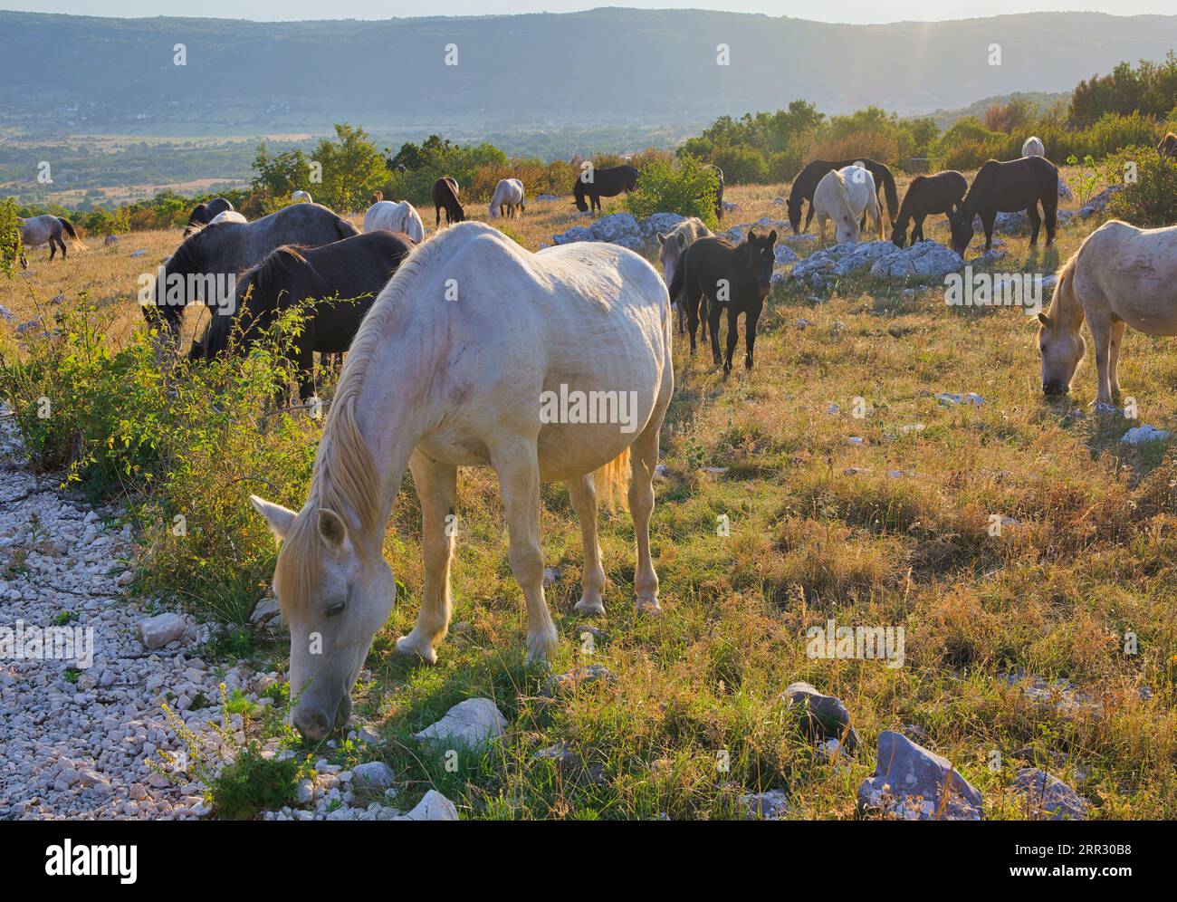 Sunrise Grazing: Wild Horses in the Goranci Highlands Stock Photo - Alamy