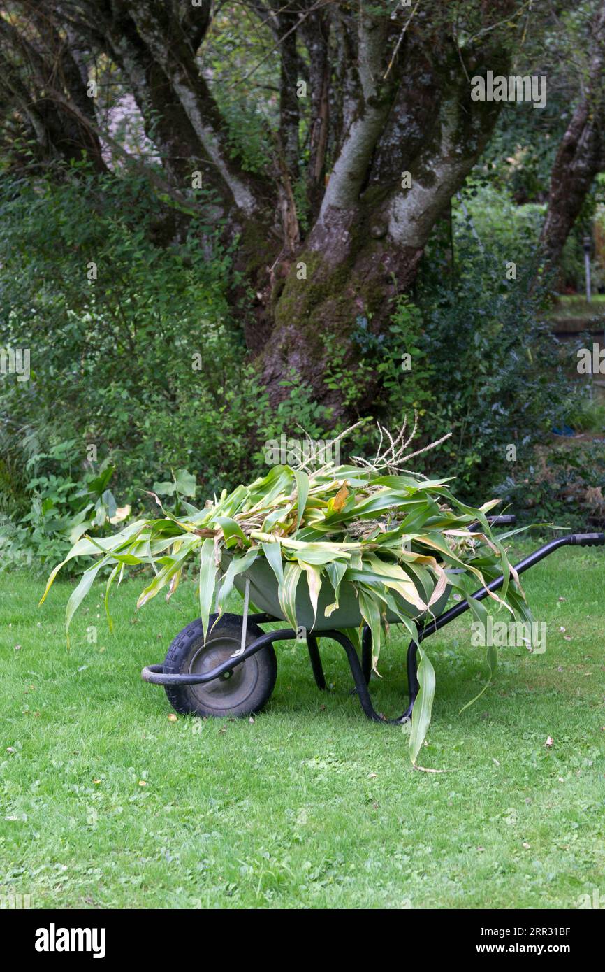 Wheelbarrow full of cleared sweetcorn plants Stock Photo - Alamy