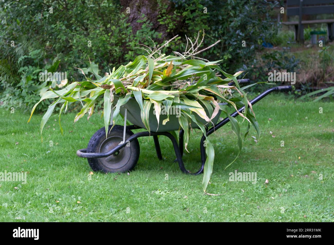Wheelbarrow full of cleared sweetcorn plants Stock Photo - Alamy