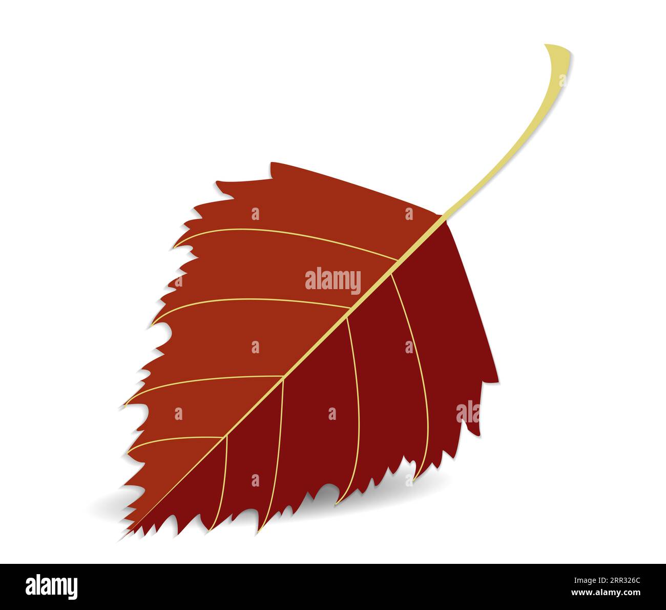 Autumn red leaf, detailed, closeup, birch leaf isolated on white or ...